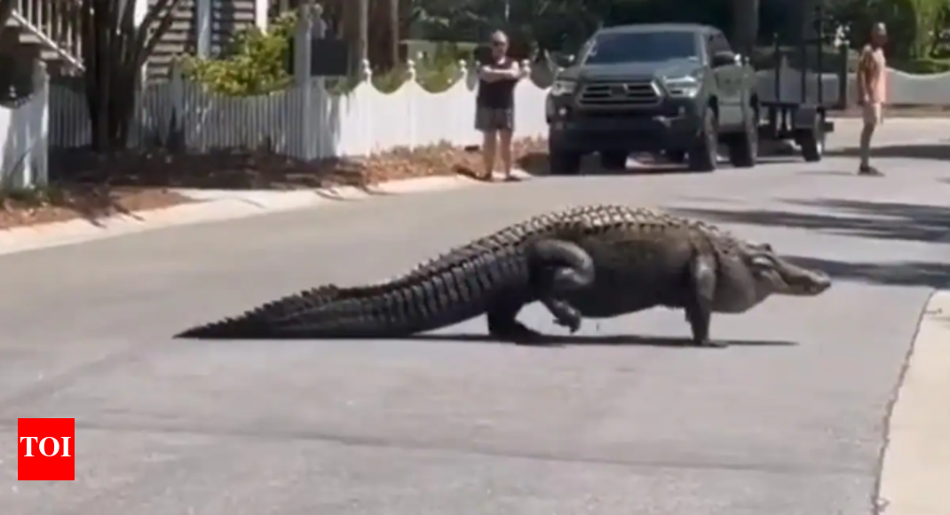Gigantic alligator Viral News: Gigantic alligator takes a stroll in the ...