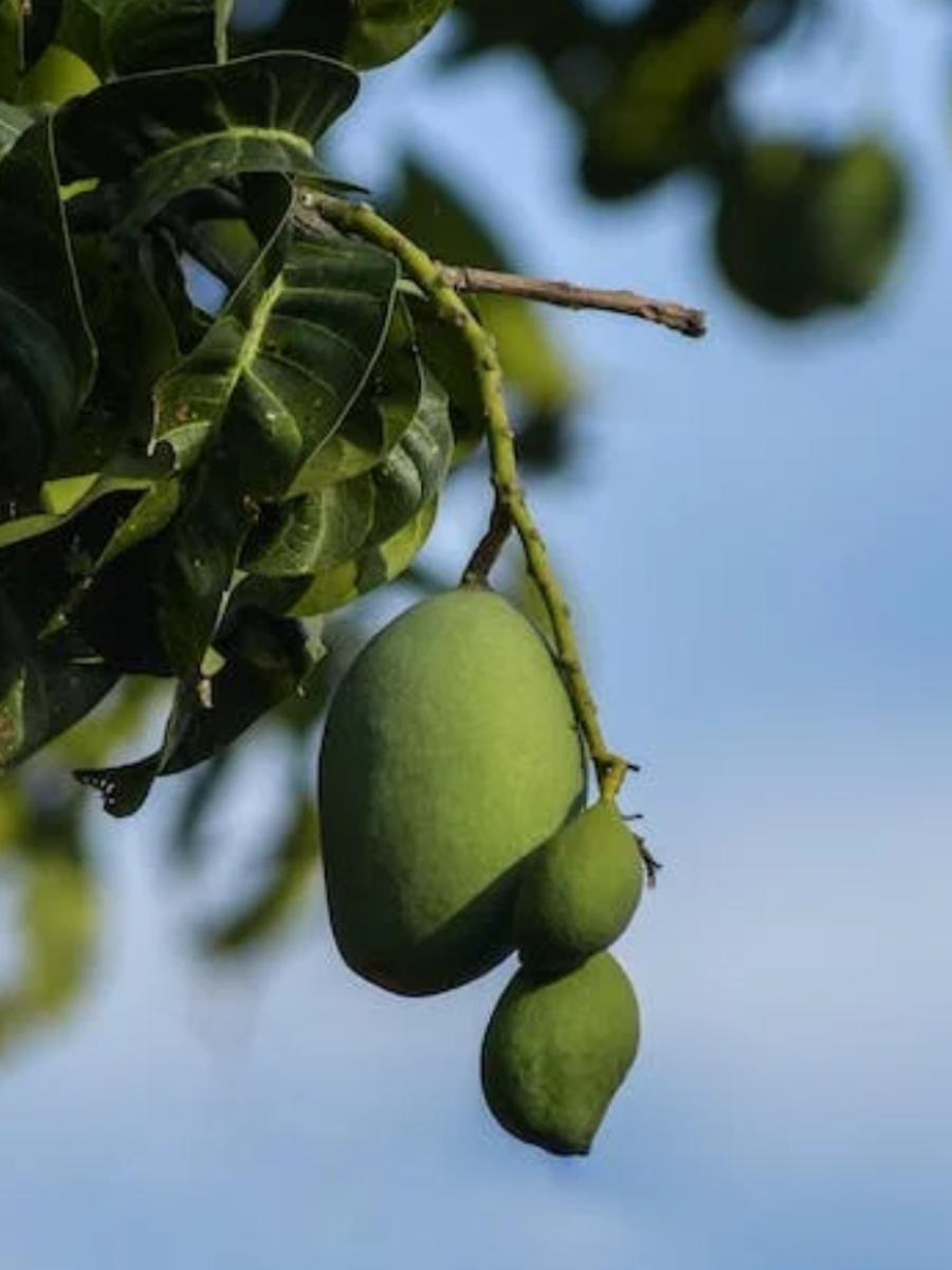 Aam May Reduce Signs Of Aging; Other Benefits Of Mango Fruit | Zoom TV