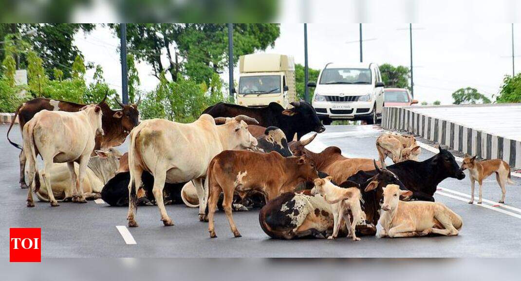 Soon, vet dept to hold third vax round for cattle to control LSD | Goa ...
