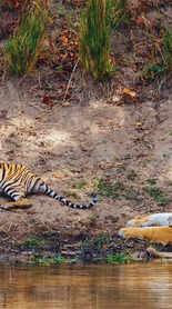 Ever heard of South Button Island National Park, India’s smallest ...