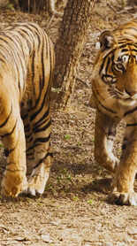 Are we losing Mangar Bani, India's oldest archaeological site? | Times ...