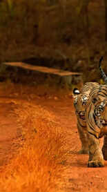 Chitrakoot: The forest where Ramayana unfolded, Madhya Pradesh - Times ...