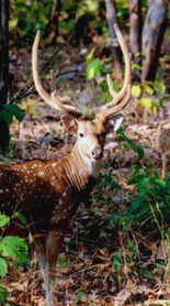 The story of Mehrangarh Fort and its curse | Times of India Travel