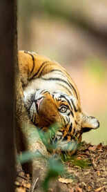 Anant Ambani Vantara Animal Zoo: All about Vantara, the 3000-acre ...