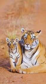 Anant Ambani Vantara Animal Zoo: All about Vantara, the 3000-acre ...