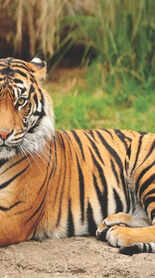 Shetphal Village: A place where cobras and humans live together as a ...