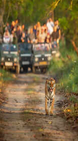 Meet thaipo, the bigger version of momo, India - Times of India Travel