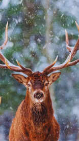 Meet thaipo, the bigger version of momo, India - Times of India Travel