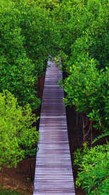 Meet thaipo, the bigger version of momo, India - Times of India Travel