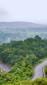 Assam's Molai Forest: When a man created a 550 hectare forest single ...