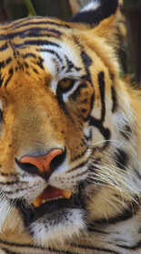 Waterfall in Rawatbhata: Rajasthan’s best kept secret: Chuliya ...