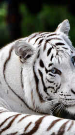 Waterfall in Rawatbhata: Rajasthan’s best kept secret: Chuliya ...