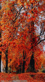 Bulandshahr’s 500-yr-old banyan tree crowned as the oldest banyan tree ...