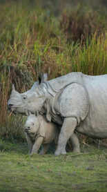 Kashmir: Hanguls, or the Kashmir stag, are on the brink of extinction ...