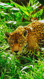Anant Ambani Vantara Animal Zoo: All about Vantara, the 3000-acre ...