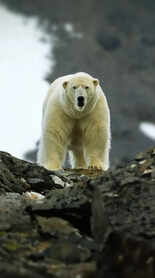 Anant Ambani Vantara Animal Zoo: All about Vantara, the 3000-acre ...