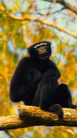 Anant Ambani Vantara Animal Zoo: All about Vantara, the 3000-acre ...