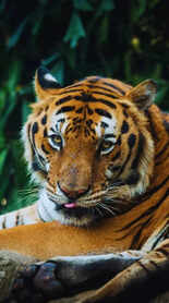 Shetphal Village: A place where cobras and humans live together as a ...