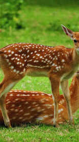 Jatinga Valley, a mysterious places in Assam where birds commit ‘mass ...