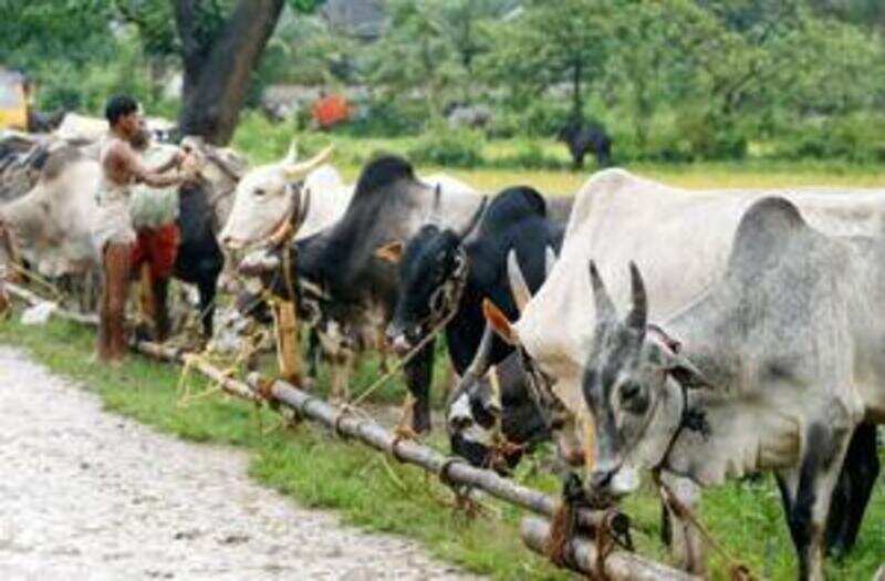 E-commerce gets its ‘cattle class’