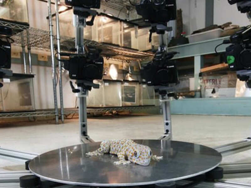 Digital Life aims to make a 3D scan of every animal species on Earth