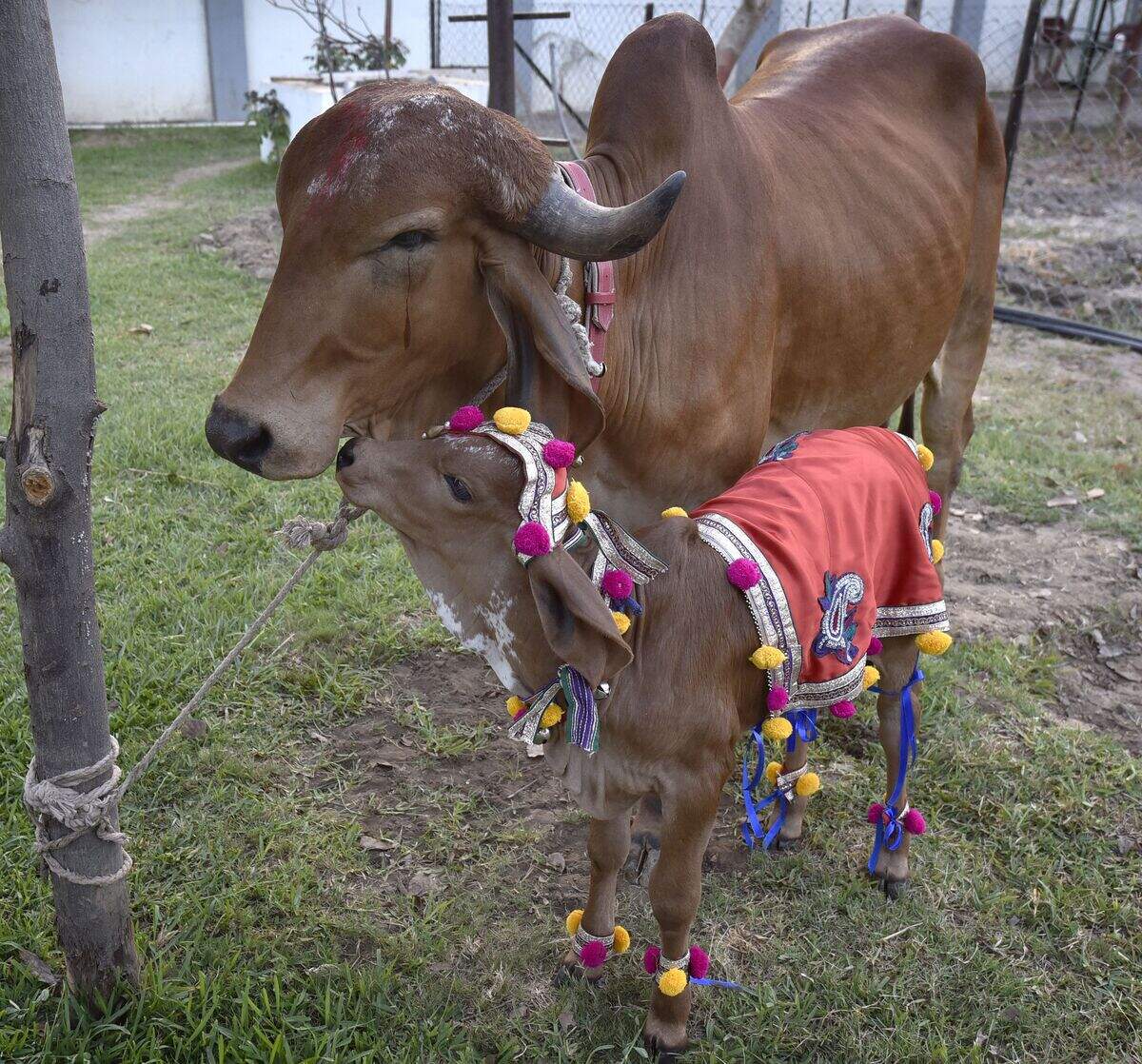 Pet Animals Meaning In Telugu History And Etymology For Pet pet-animals-meaning-in-telugu-history-and-etymology-for-pet