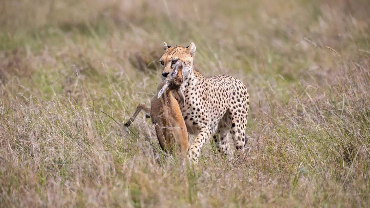 Animals Cheetahs Nature Speed Cheetah | Description, Speed, Habitat,