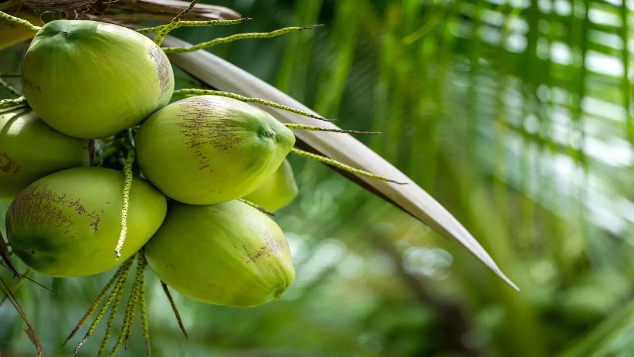 Where Do Coconut Come From