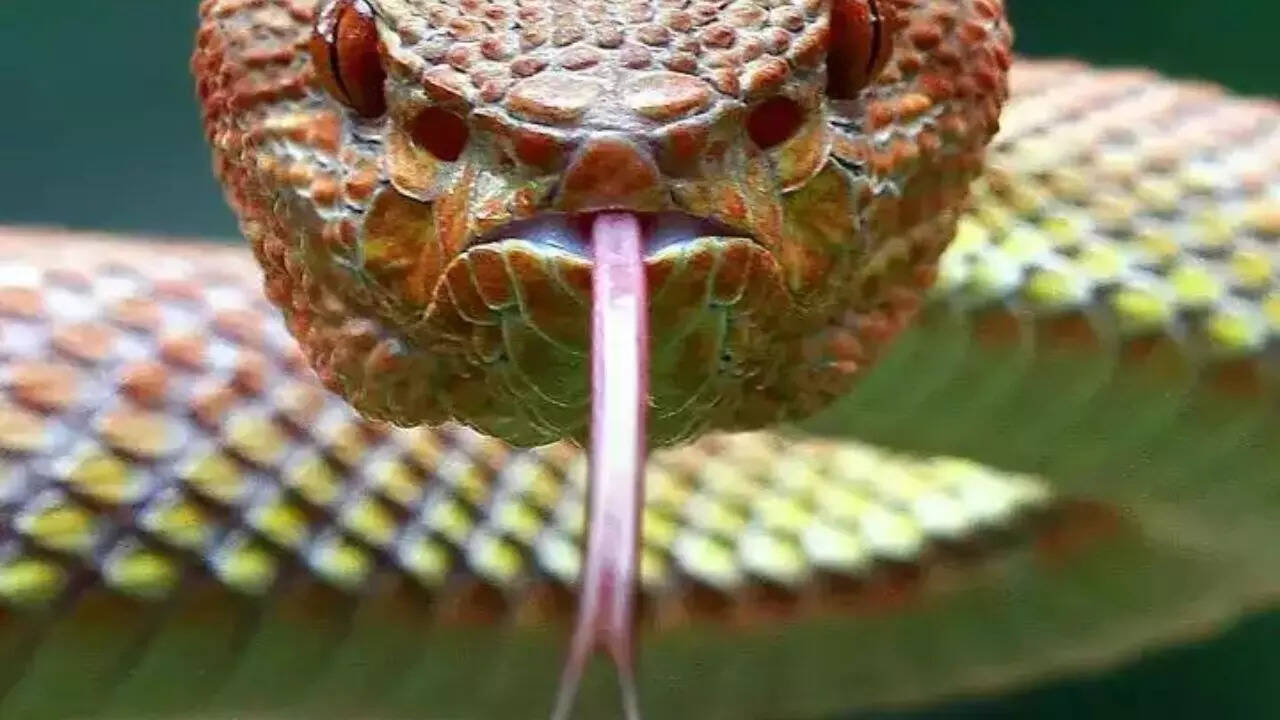 What Is The Most Deadliest Snake In The World King Cobra Wikipedia