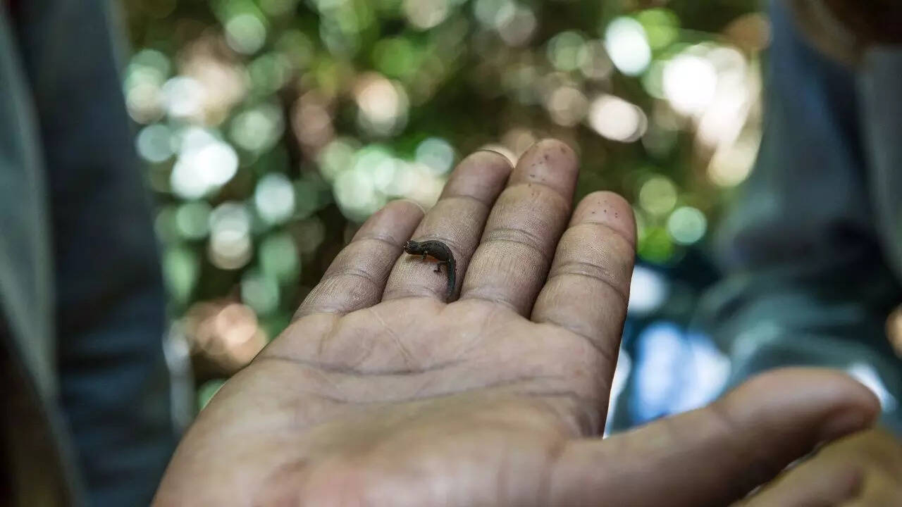 Worlds Smallest Animal Species 35 Smallest Animals In The World