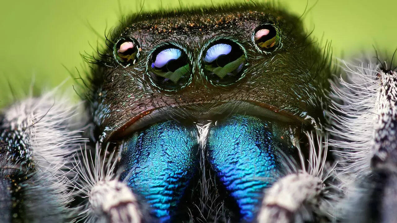 Tarantula Eyes