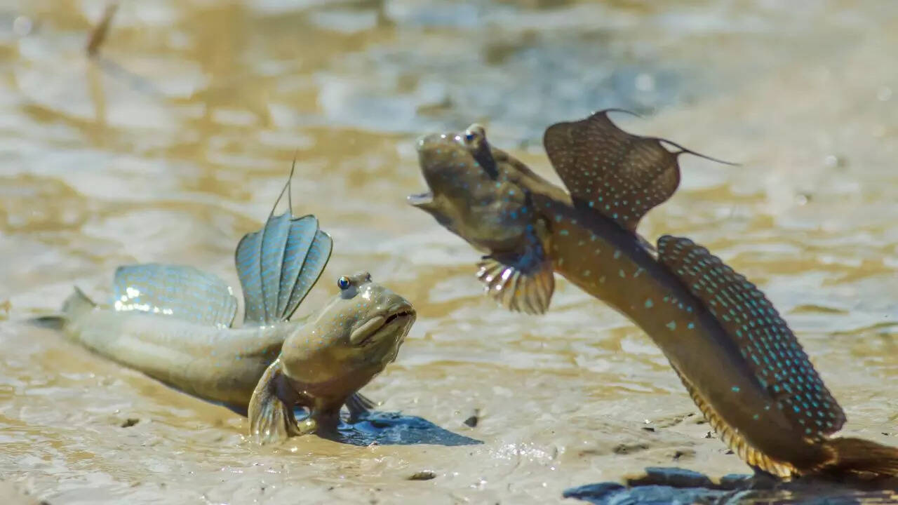 Fish Images With Names In Telugu Aged Fishes - Infoupdate.org