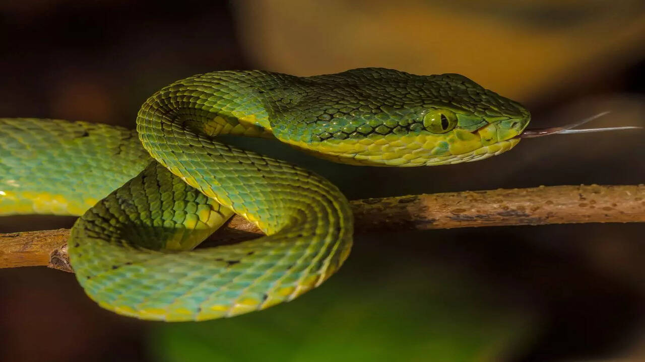 Poisonous Snakes In India