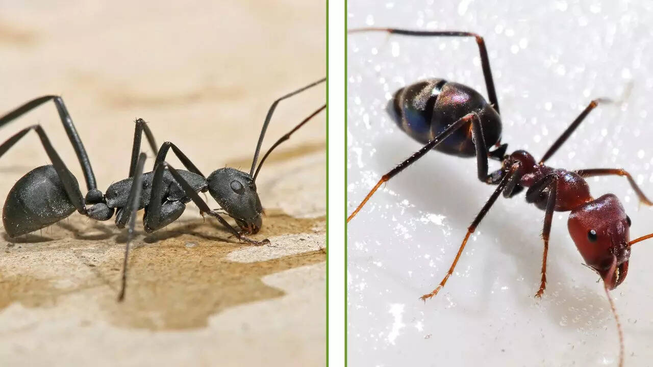 Red Ants Vs Black Ants How To Get Rid Of An Ant Infestation Ant