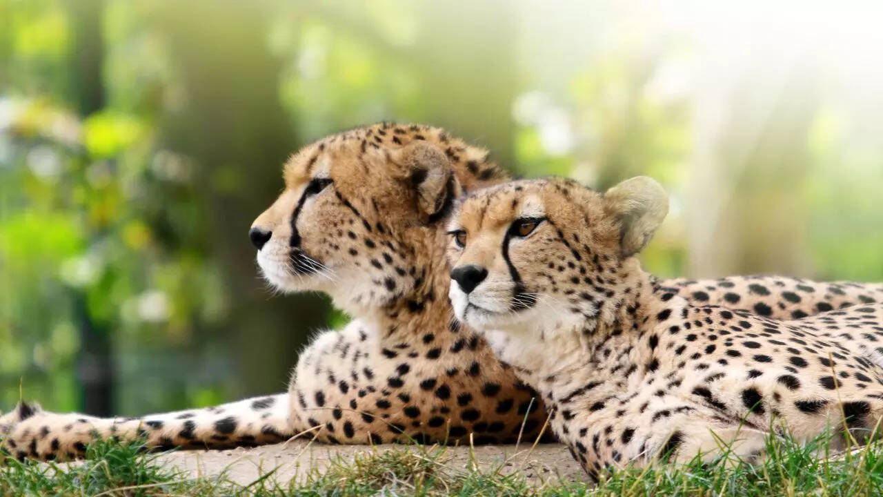 Cheetah Characteristics