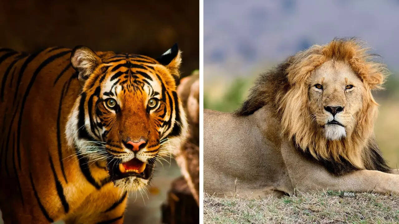 Tiger And Lion Fight