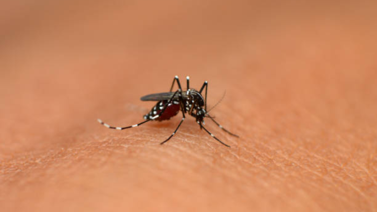 Dengue Mosquito Png