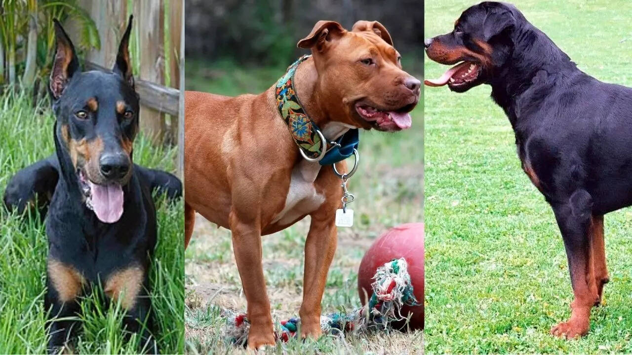 Doberman Wolf Hybride