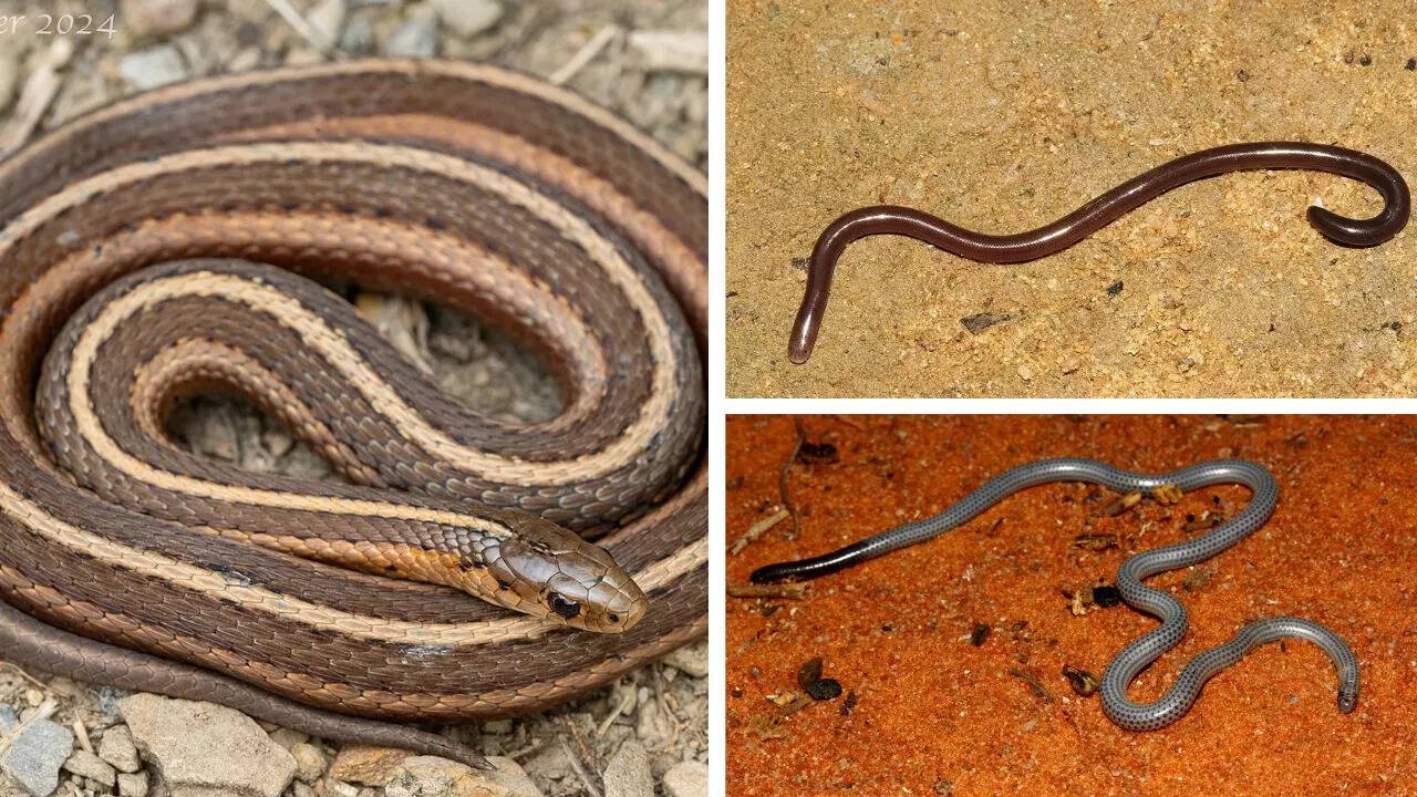 The Smallest In The World Snake New Addition: Brahminy Blind Snake!