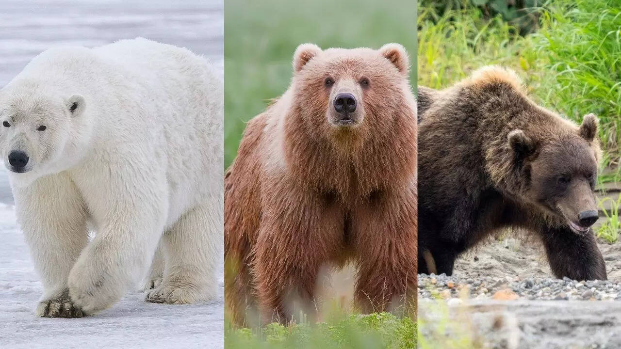 The Biggest Polar Bear In The World Arctic Expedition Leader: I Tried