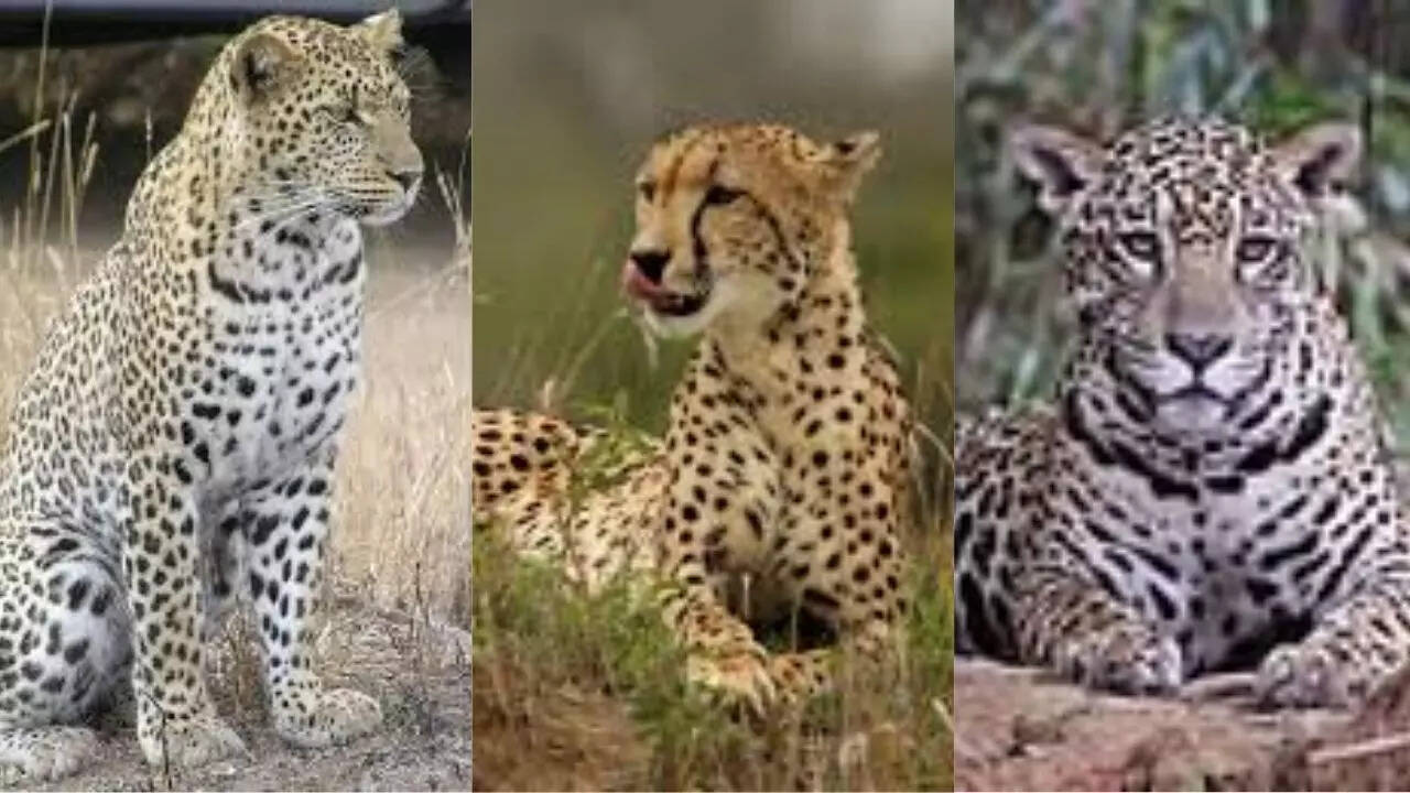 Cheetah Vs Luipaard Vs Jaguar Print