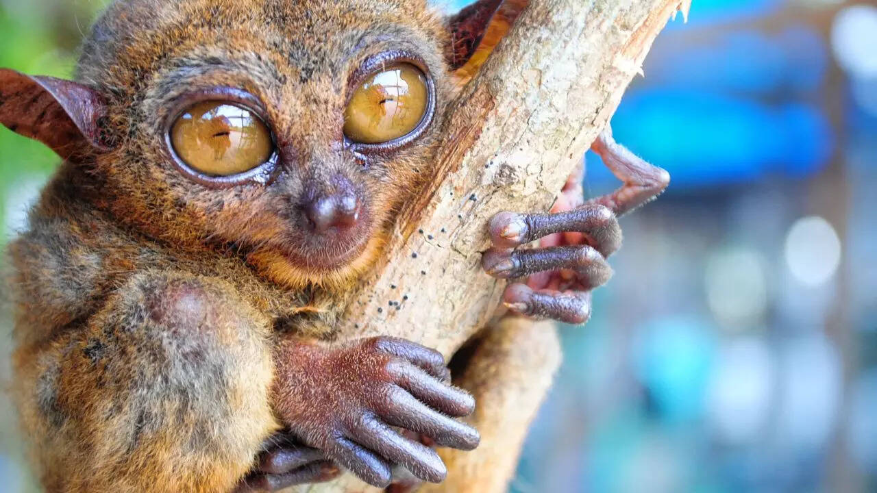 Who Has The Most Unique Eyes In The World