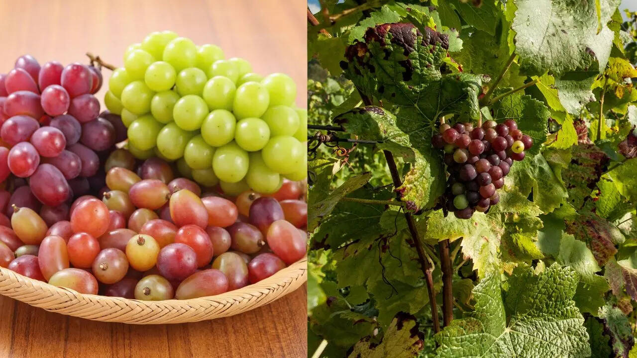 Types Of Grapes And Their Names With Pictures