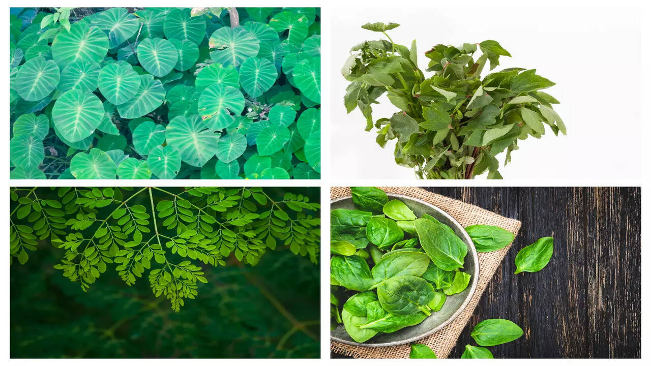 Diffe Types Of Leaves With Pictures And Names In India - Infoupdate.org