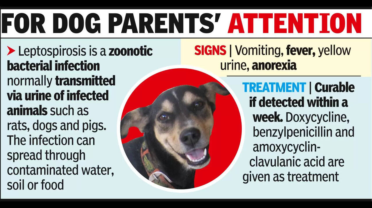 What Causes Dark Urine In Liver Disease In Dogs In India - Infoupdate.org What Causes Dark Urine In Liver Disease In Dogs In India - Infoupdate.org