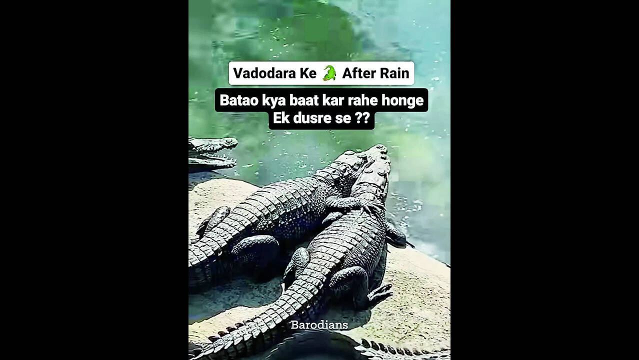 Memes Cocodrilos WSVN 7 News On X: "A Florida Man Is On The Road To