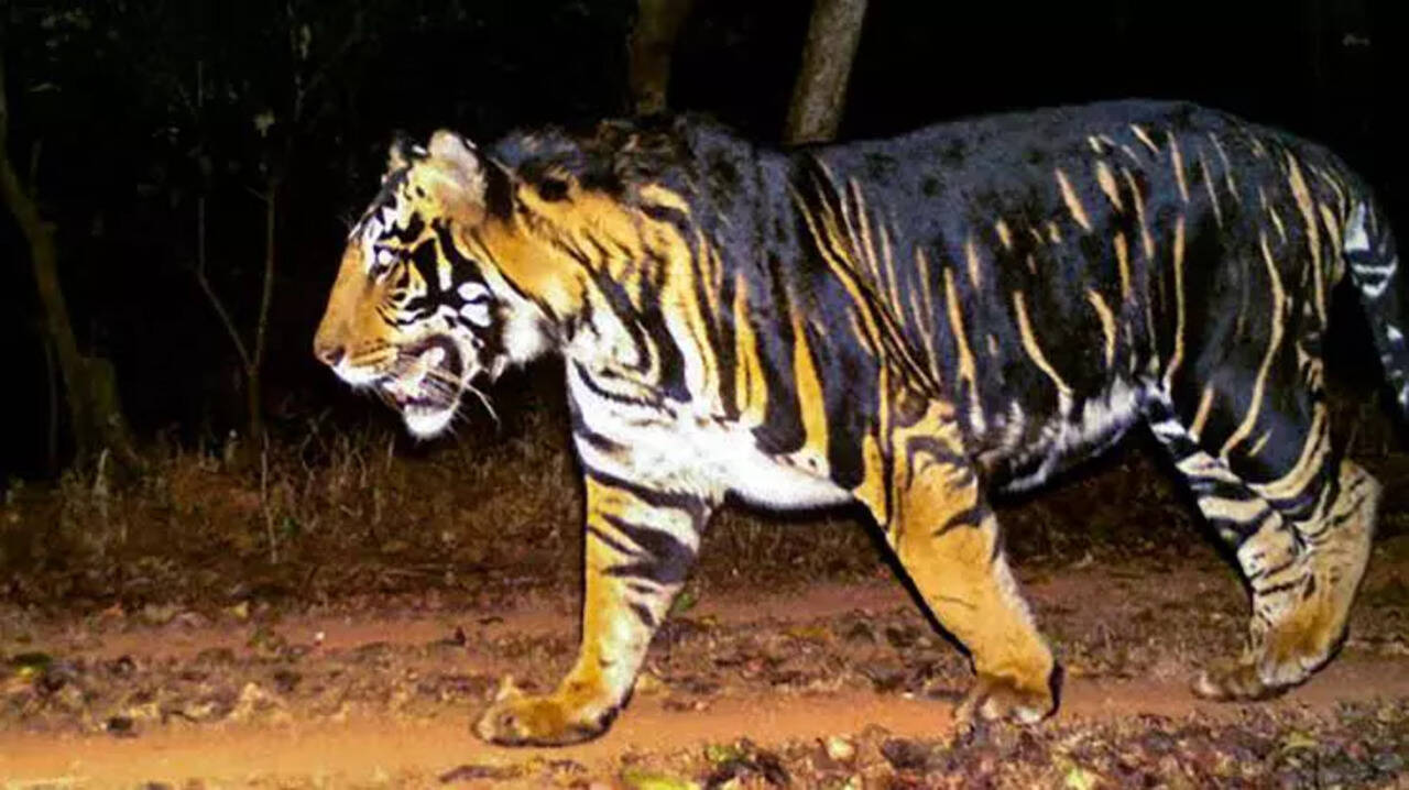 Melanistic Tiger Similipal's Black Tigers: Only 10 In India | DD India