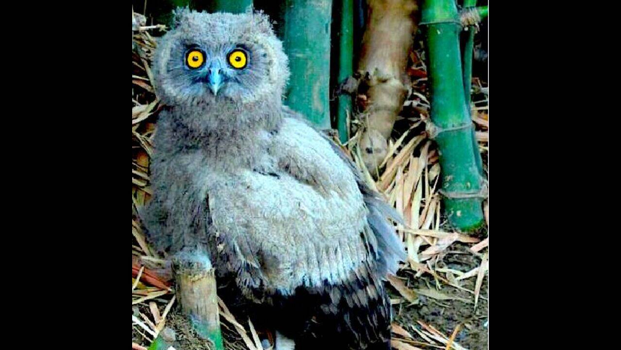 Dusky Eagle Owl PDF) Rediscovery Of Dusky Eagle Owl Bubo Coromandus