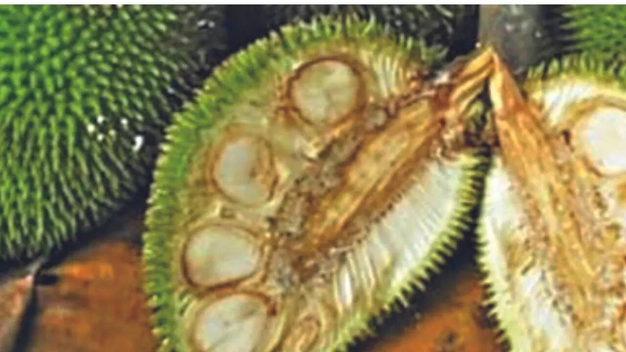 Breadnut Tree Breadfruit Tree, Breadnut Tree Or Artocarpus Altilis