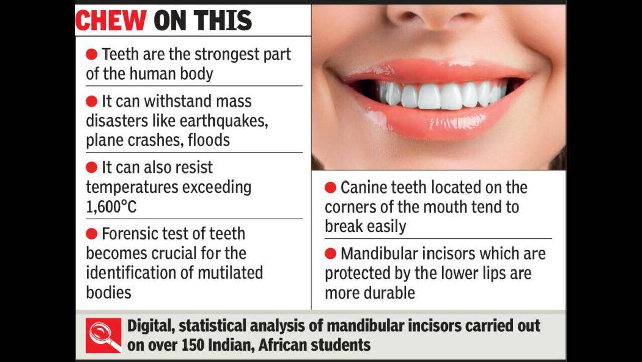 Human Lower Canine Teeth